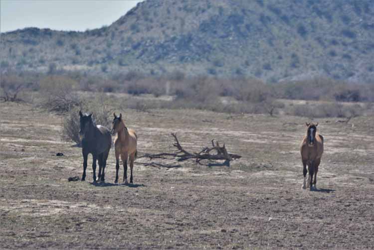 Mustangs in Arizona