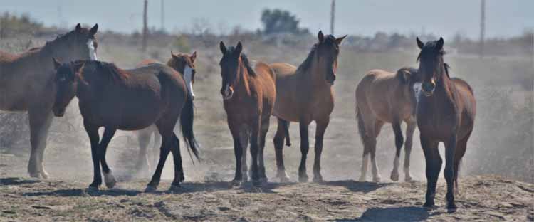Mustangs in Arizona