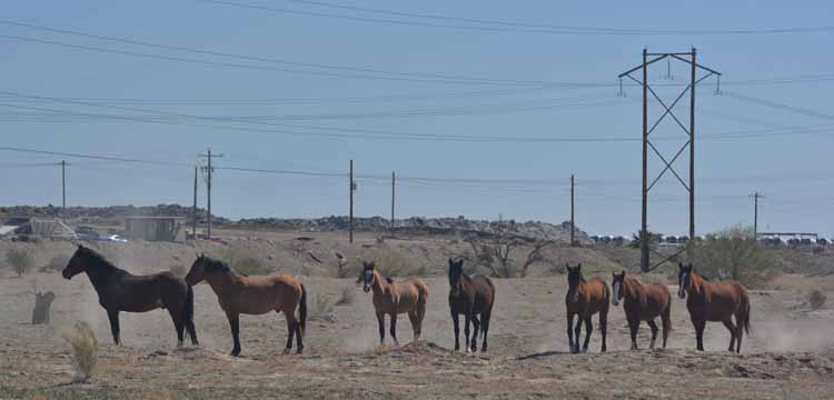 Mustangs in Arizona