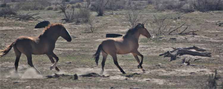 Mustangs in Arizona