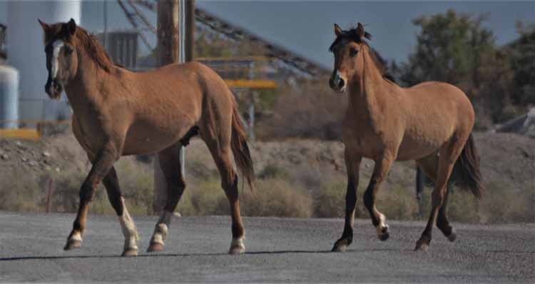 Mustangs in Arizona