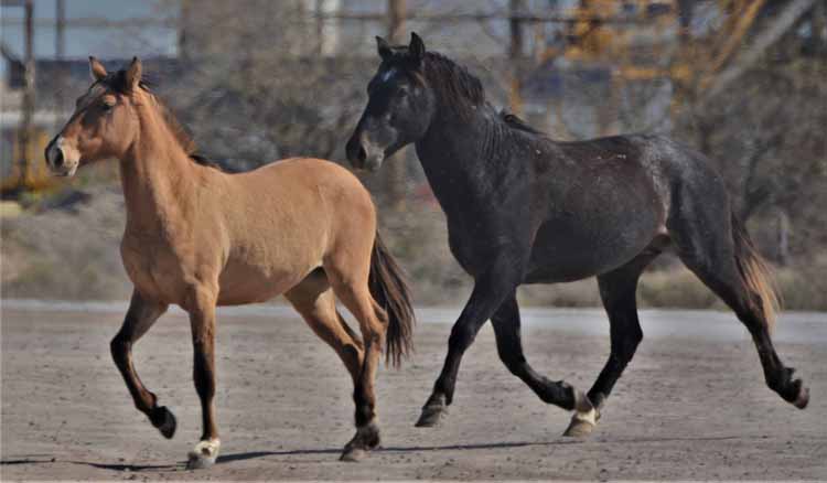 Mustangs in Arizona