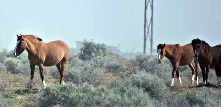 Mustangs in Arizona