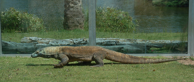 Phoenix Zoo