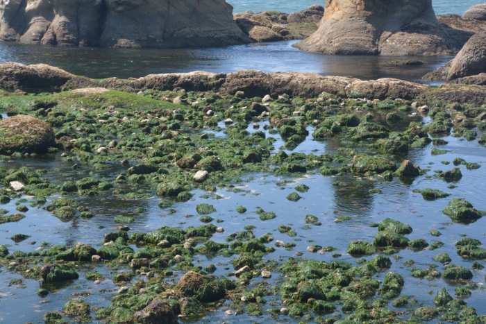 Oregon Coast from Tillamook