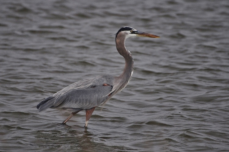 Shorebirds of the Texas coast