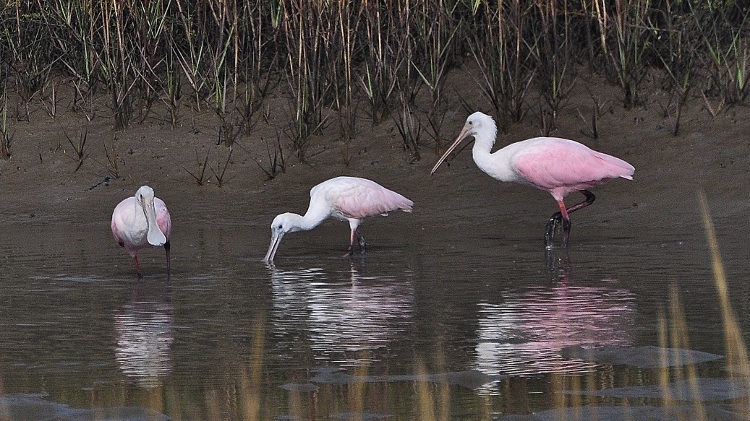 Shorebirds of the Texas coast